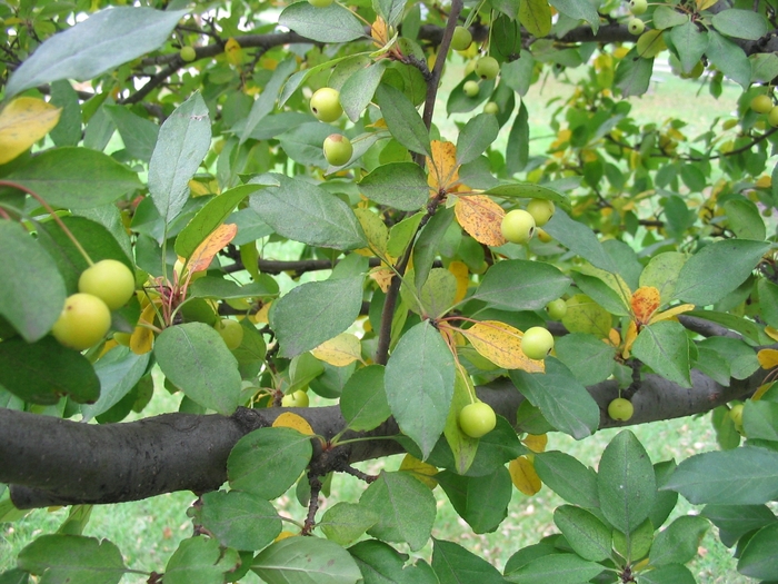 Harvest Gold Crab | Faller Landscape