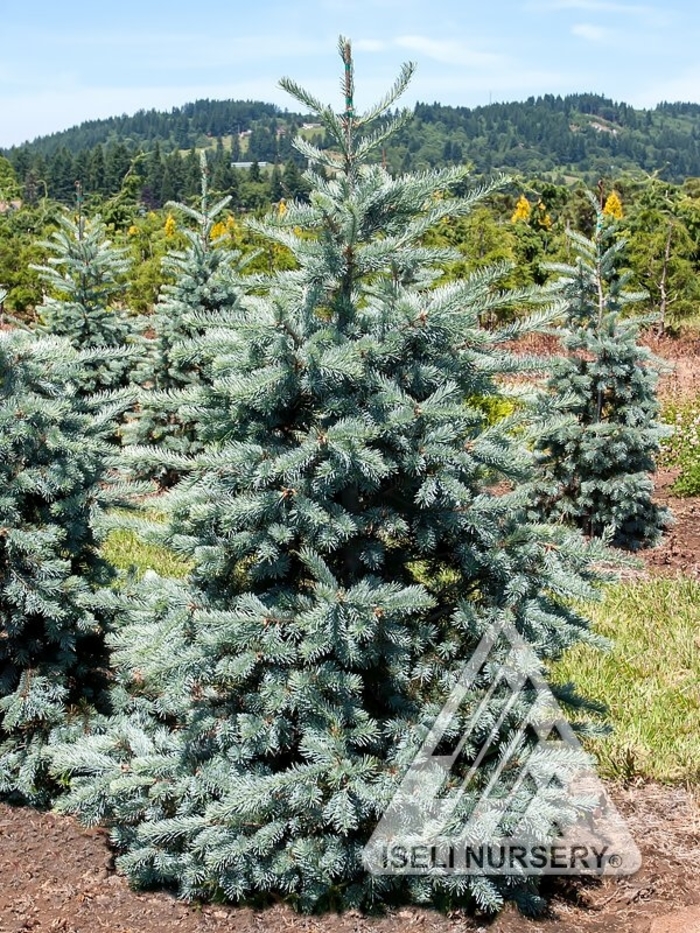 Blue Douglas Fir | Faller Landscape
