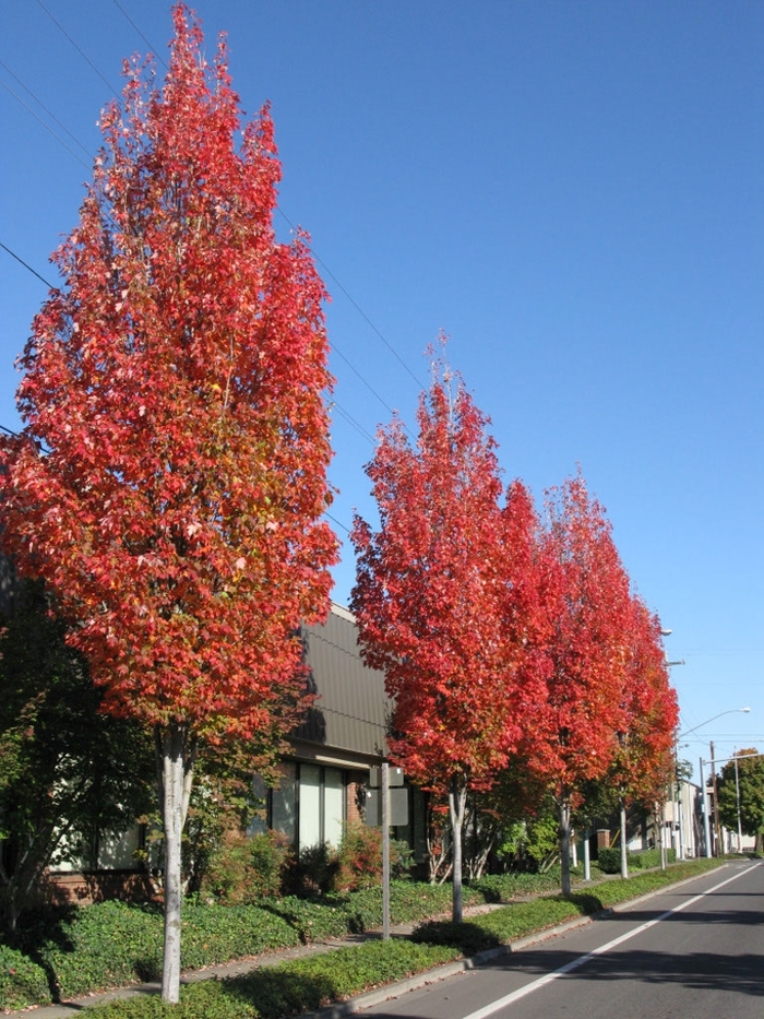 Bowhall Maple | Faller Landscape