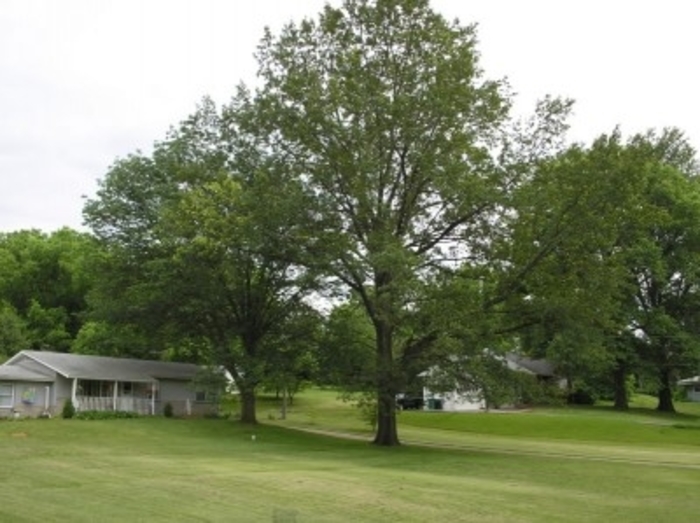Shingle Oak | Faller Landscape