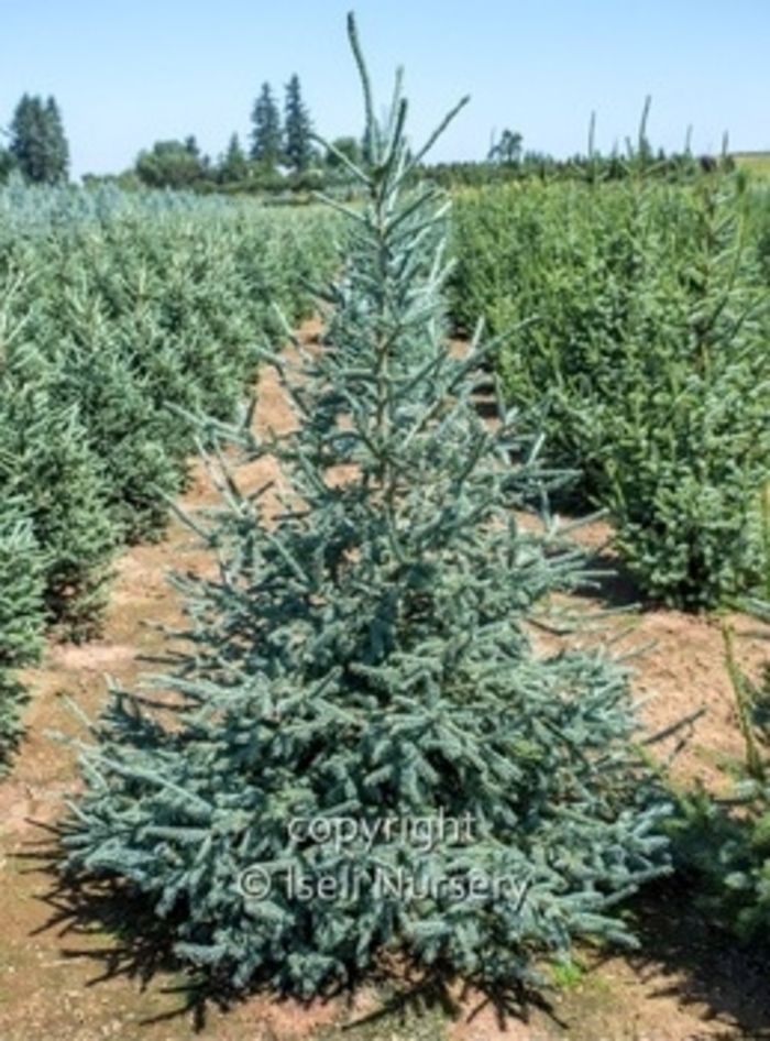 Arctos Siberian Spruce | Faller Landscape
