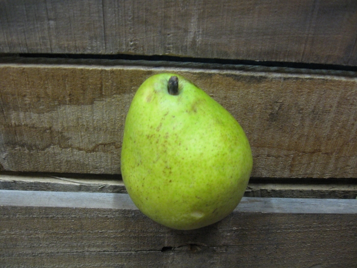 Anjou Pear | Faller Landscape