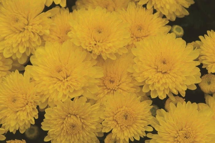 Mum - Sparkling Cheryl Yellow | Faller Landscape