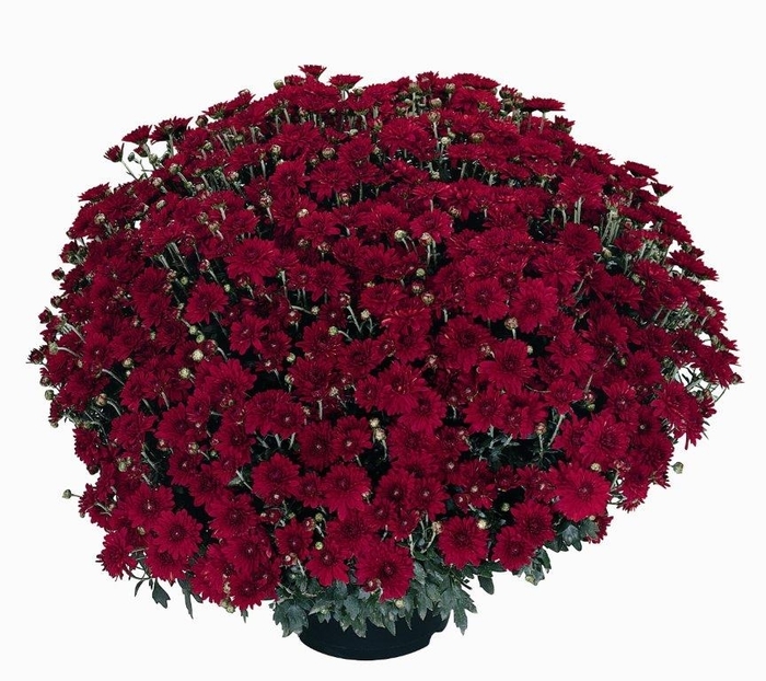 Mum- 'Camina Red' | Faller Landscape