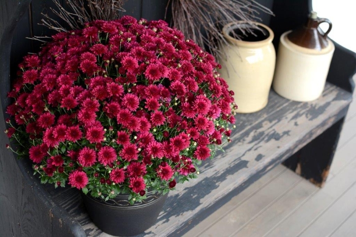 Mum- 'Patty Purple' | Faller Landscape