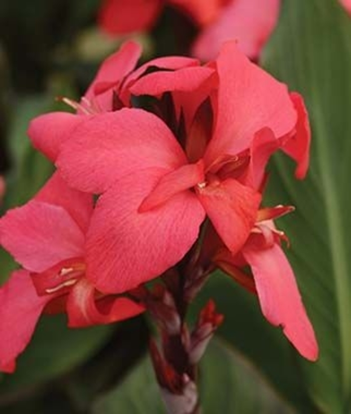 Cannova Rose Canna Lily | Faller Landscape