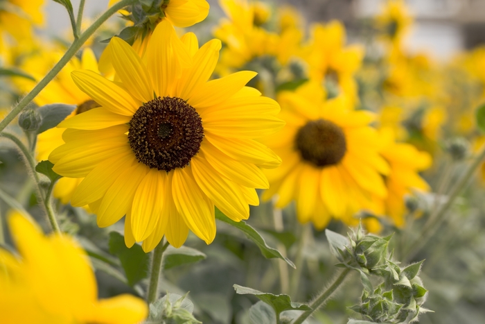 Dwarf Sunflower | Faller Landscape