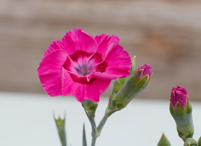 Bumbleberry Pie Dianthus | Faller Landscape