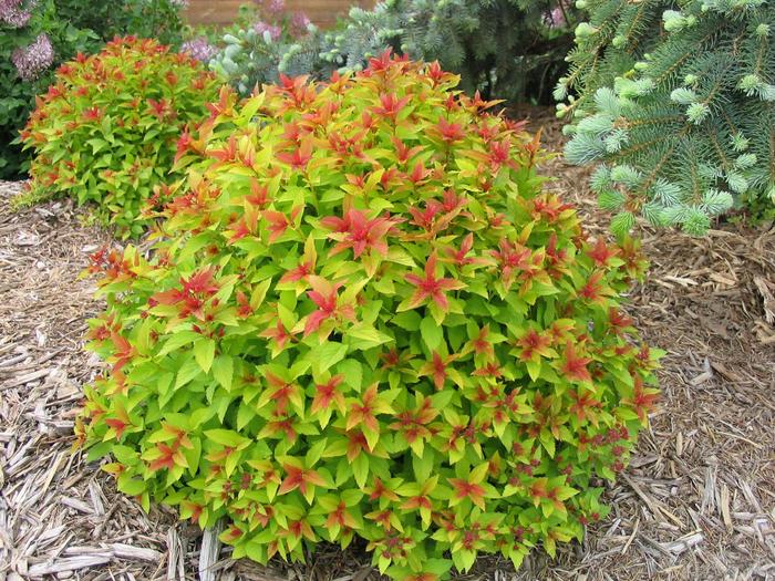 Magic Carpet Spirea | Faller Landscape