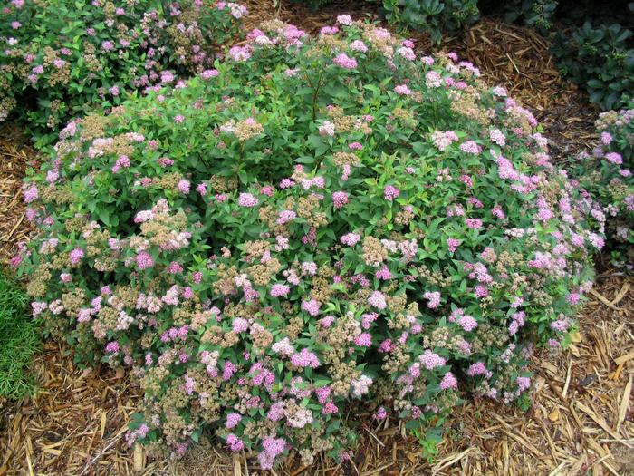 Little Princess Spirea Faller Landscape