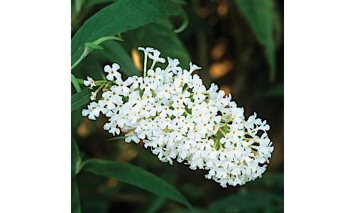 Buzz Ivory Butterfly Bush | Faller Landscape