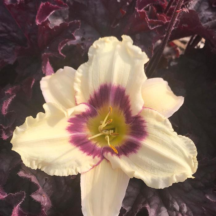 Pandora's Box Daylily | Faller Landscape