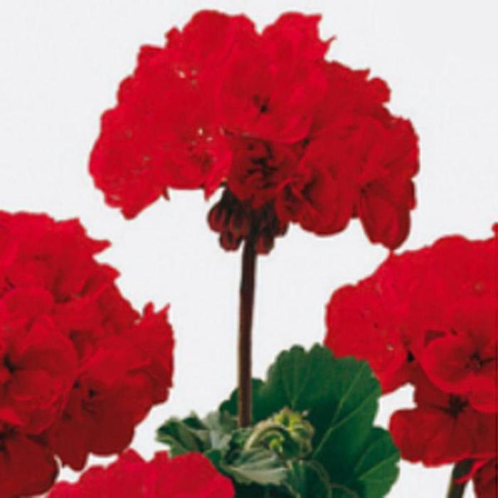 Darko Velvet Red Geranium | Faller Landscape