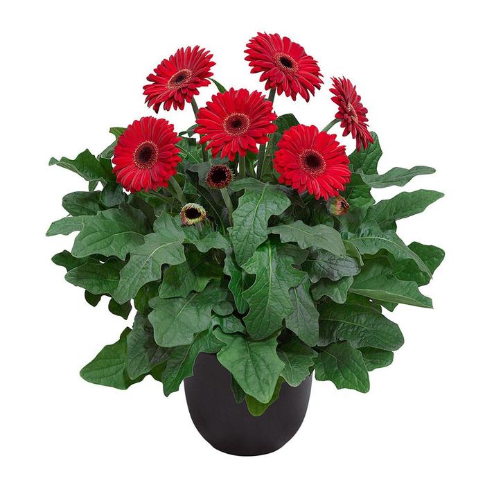 Patio Sedona Gerbera Daisy | Faller Landscape