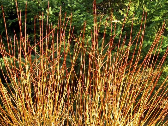 Flame Willow | Faller Landscape