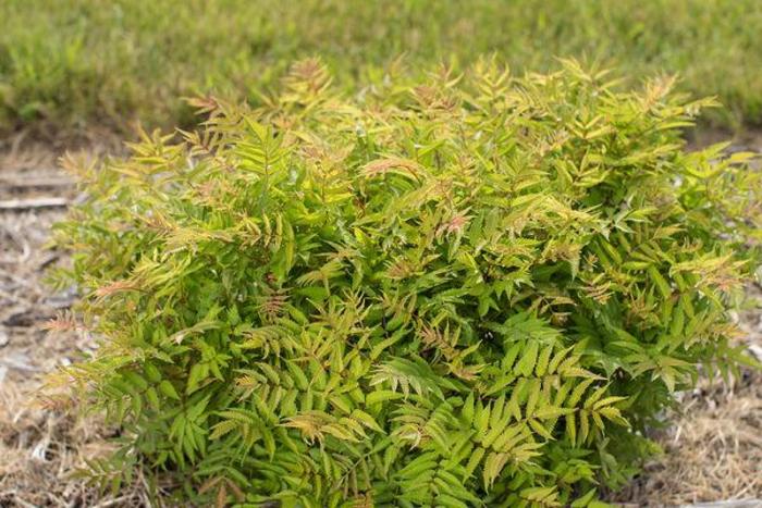 Matcha Ball Ash Leaf Spirea | Faller Landscape