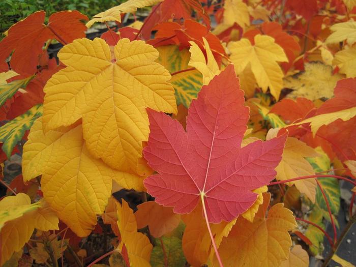Regal Petticoat Maple | Faller Landscape
