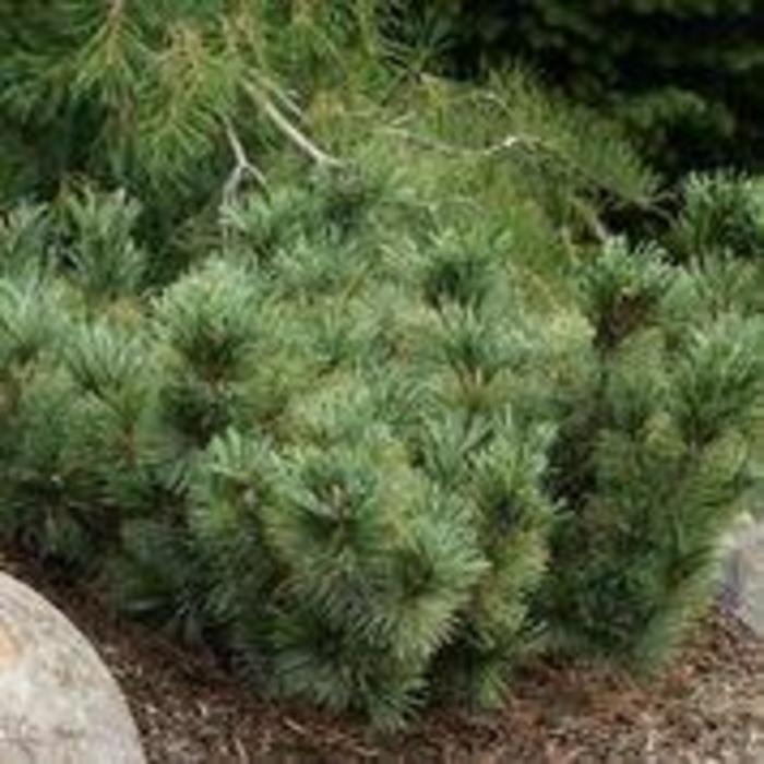 Dwarf Blue Siberian Pine | Faller Landscape