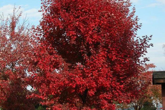 Brandywine Maple | Faller Landscape