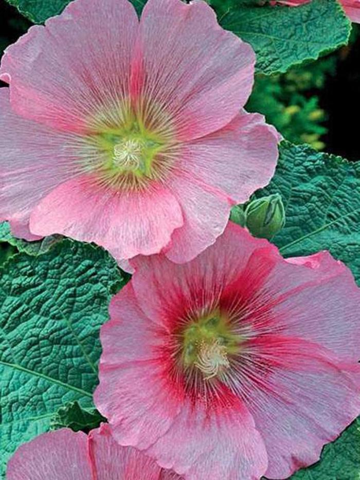 'Spotlight Radiant Rose' Hollyhock | Faller Landscape