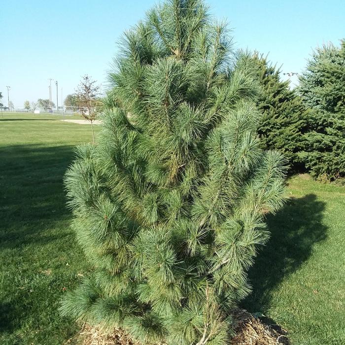 'Domingo' Pine | Faller Landscape