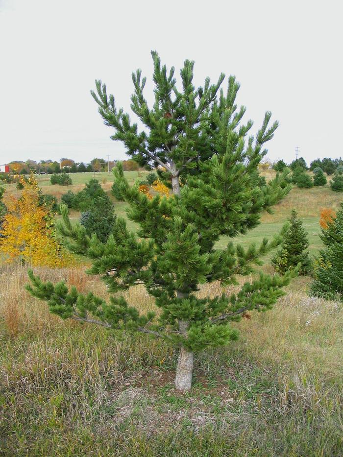 'Blue Limber' Pine | Faller Landscape