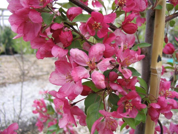 Indian Magic Crab | Faller Landscape