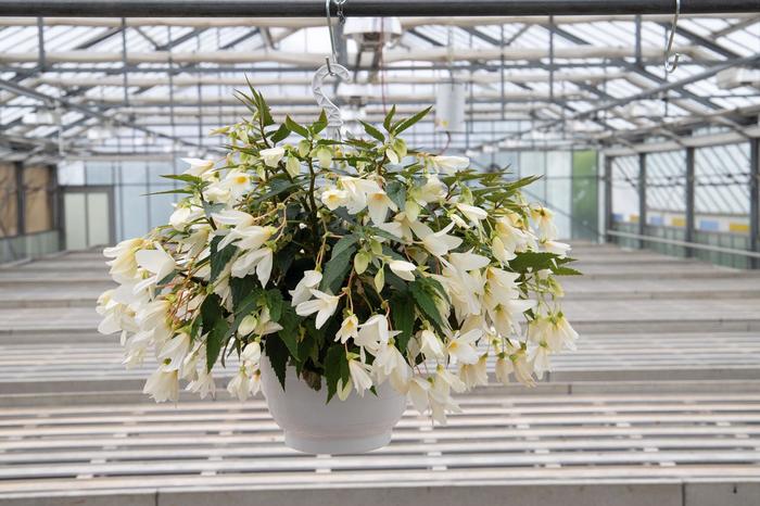 Groovy White Begonia | Faller Landscape