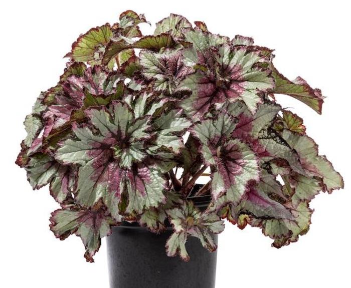 Shadow King® Cherry Mint Begonia | Faller Landscape