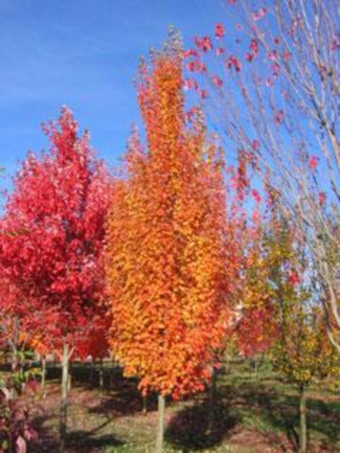 Armstrong Gold® Maple | Faller Landscape