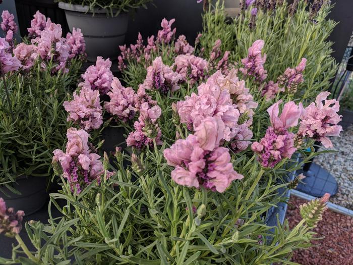 Madrid Lavish Pink Lavender | Faller Landscape