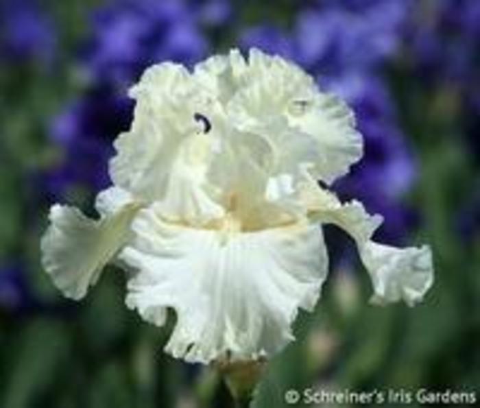 Boston Cream Iris | Faller Landscape