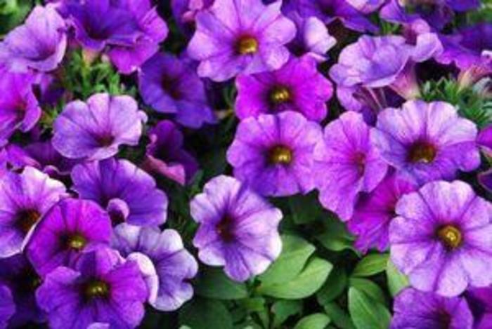 SuperCal® | Faller Landscape