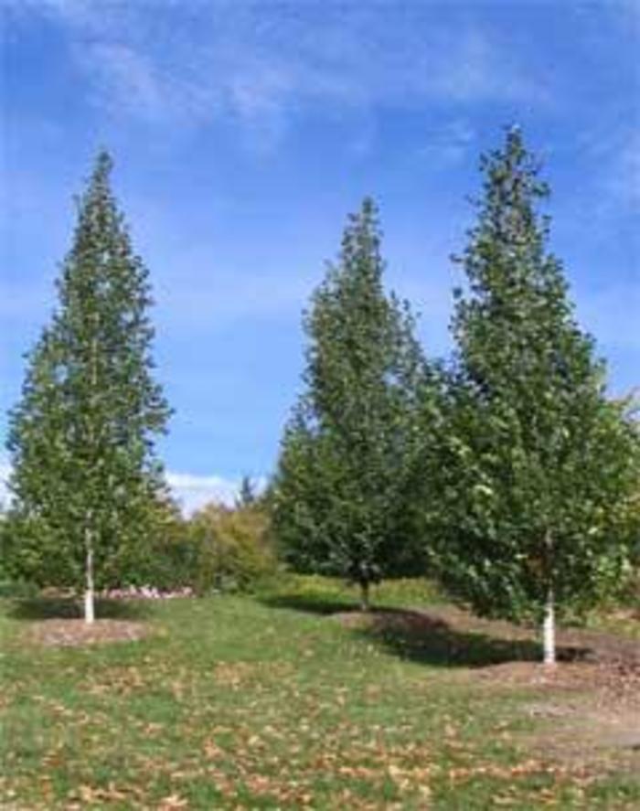 Dakota Pinnacle Birch | Faller Landscape