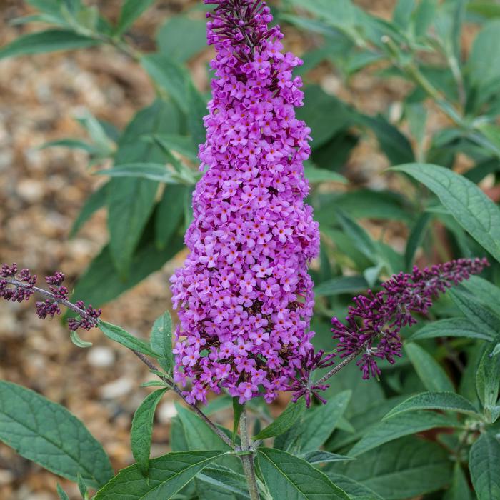 Buzz™ Magenta Improved Butterfly Bush | Faller Landscape