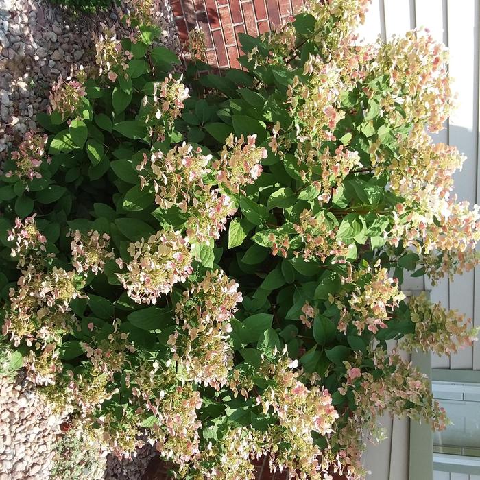 Quick Fire® Hydrangea | Faller Landscape