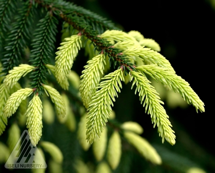 Golden Oriental Spruce | Faller Landscape