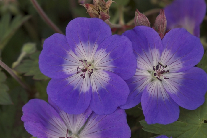 Rozanne Geranium | Faller Landscape