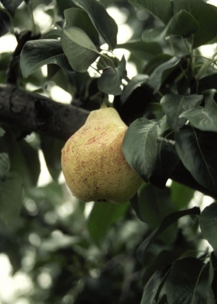 Luscious pear | Faller Landscape
