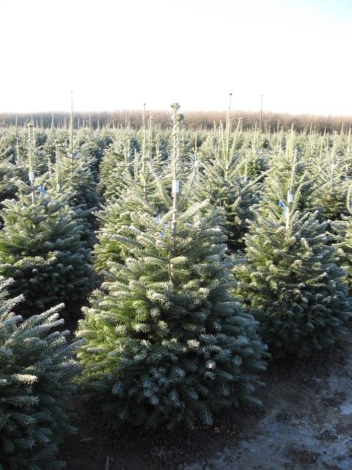 King Boris' Fir | Faller Landscape