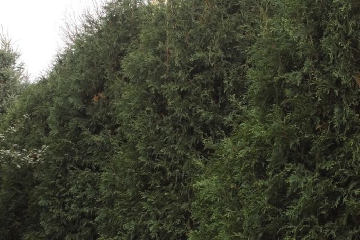 Techny Arborvitae | Faller Landscape
