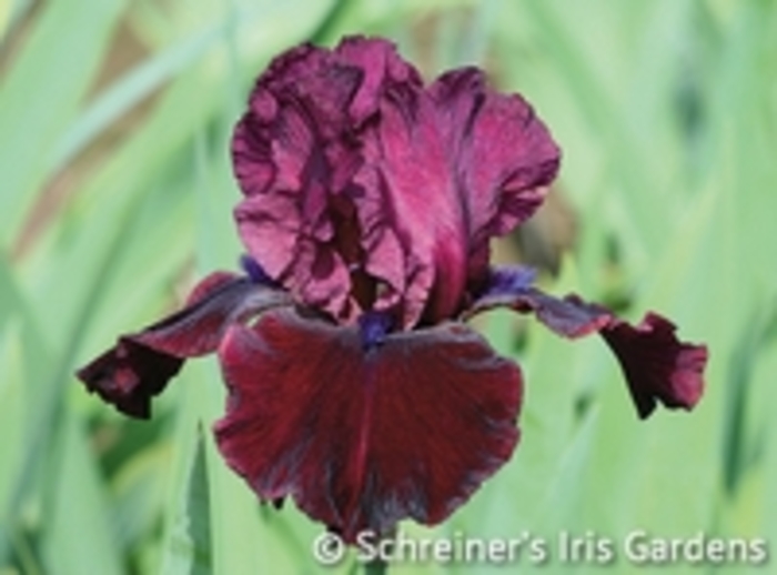 Raven Girl Iris | Faller Landscape