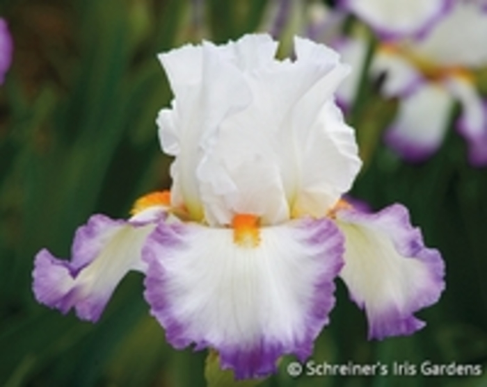 Starting Fresh Iris | Faller Landscape