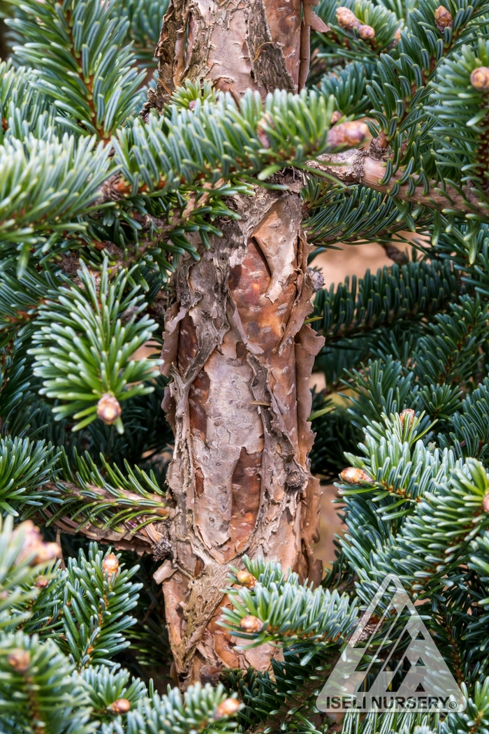 Flaky Bark Fir | Faller Landscape