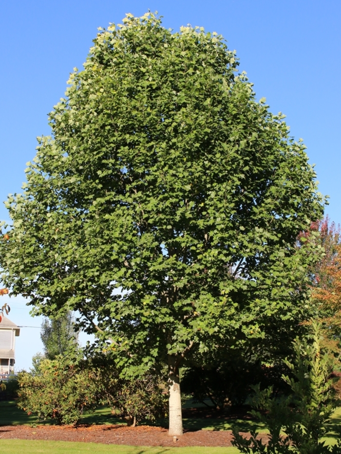 Emerald City® Tulip Tree | Faller Landscape