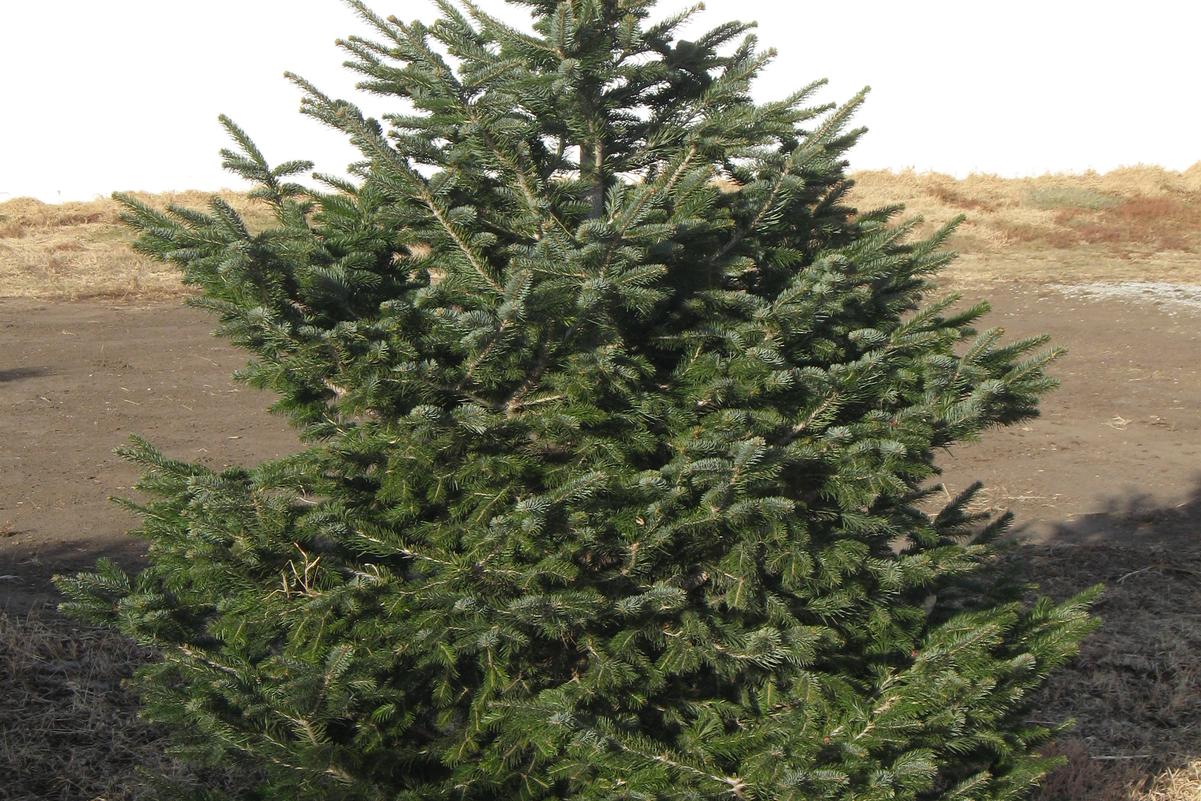 Prairie Gold Aspen - A Nebraska native