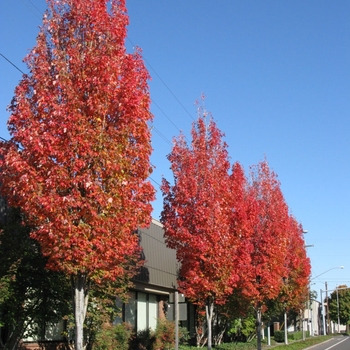 Tree | Faller Landscape