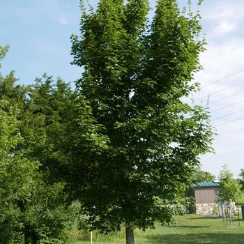 Thousands of Plants | Faller Landscape