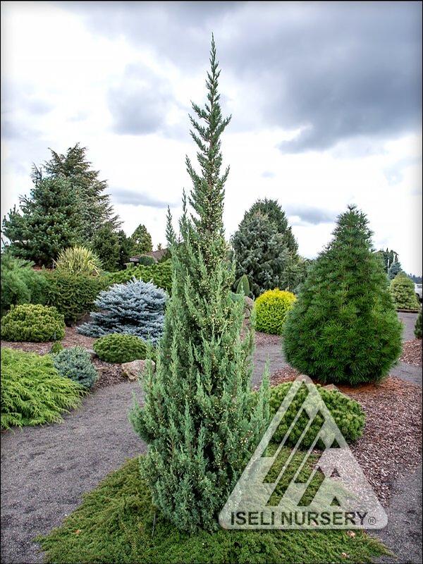 Trautman Juniper (photo courtesy of Iseli Nursery)