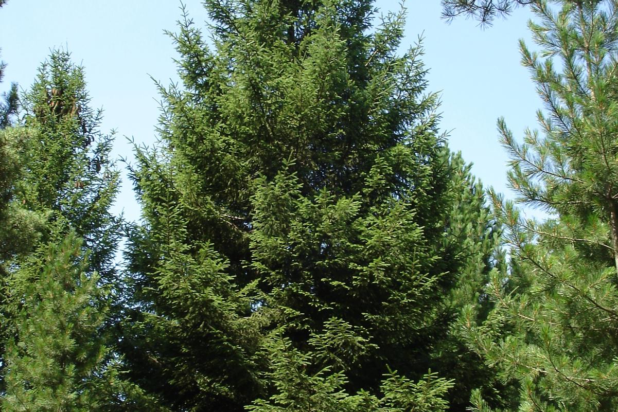 Royal Splendor Norway Spruce (NDSU)